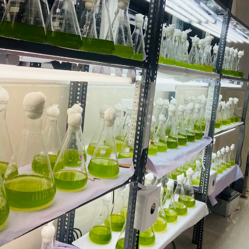 Production Facilities - Glaukosalgae