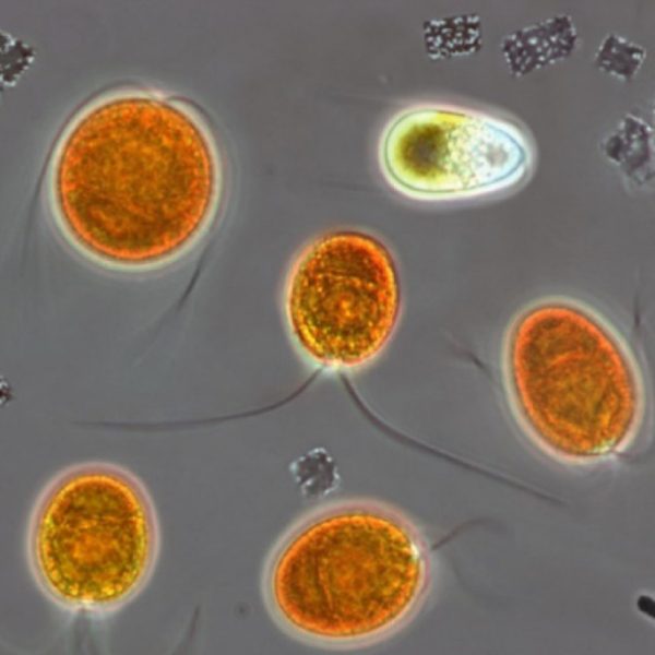 Dunaliella salina Powder - Glaukosalgae