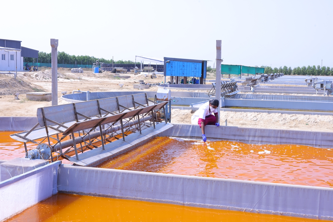 Production Facilities - Glaukosalgae